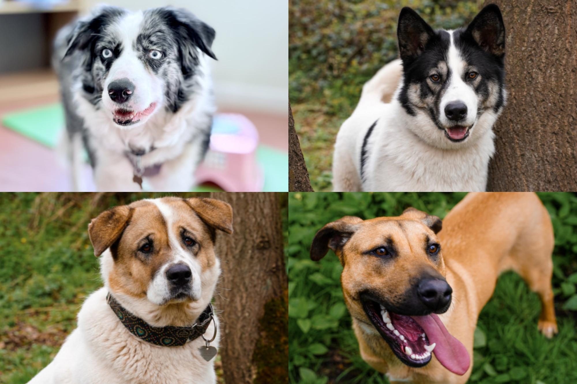 IN PICTURES: 11 adorable dogs available for adoption at the RSPCA York ...