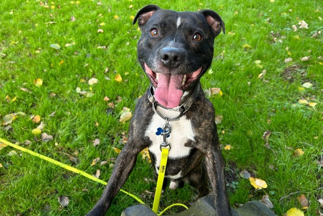 IN PICTURES: 13 adorable dogs available for adoption and looking for ...
